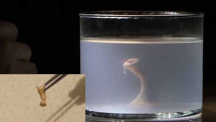 I saw these videos on youtube about homunculus it was very weird all ...