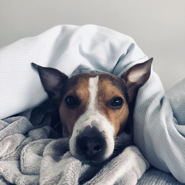 My very good boi - 9GAG