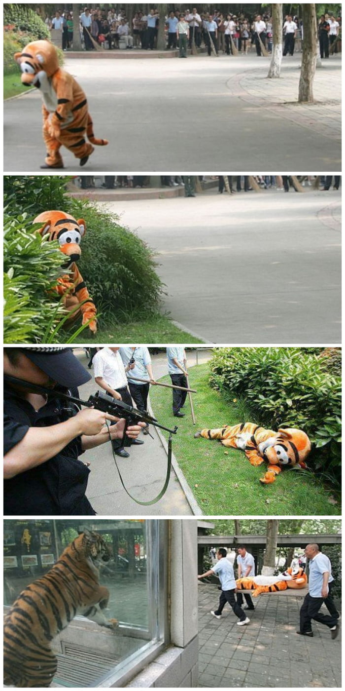 Zoo security drills: when tiger escape - 9GAG