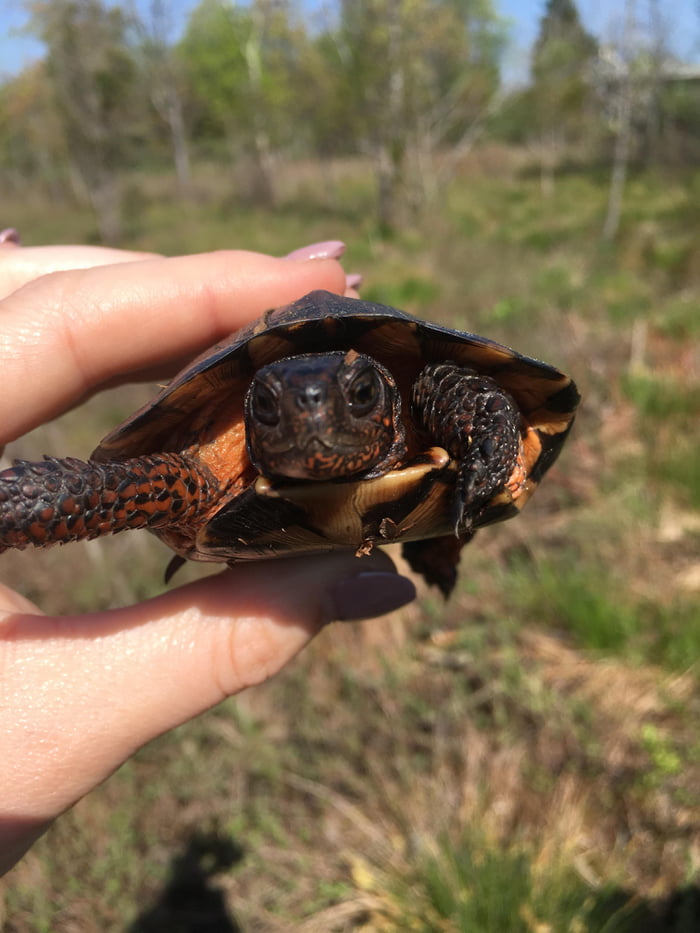 The bog turtle (Glyptemys muhlenbergii) is one of the smallest turtles ...