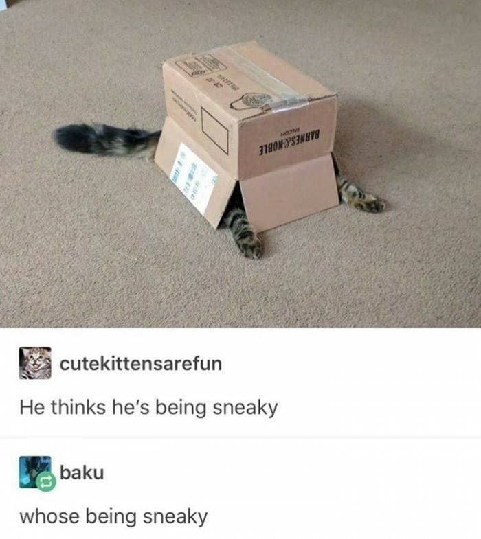 Who's being sneaky? - 9GAG