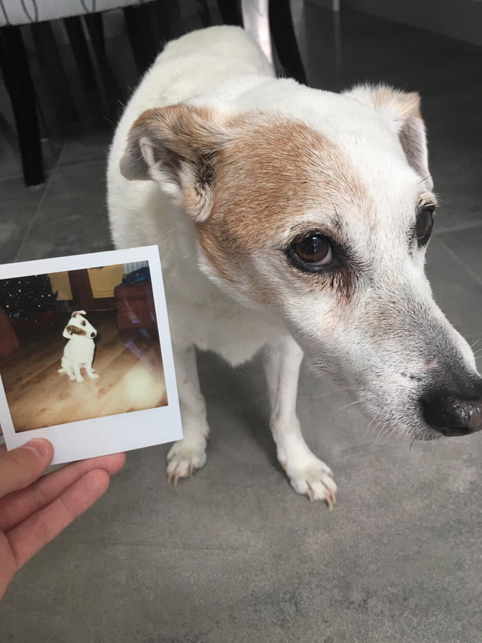 16 years older, a bit more bigger and a bit more grey, but still the ...