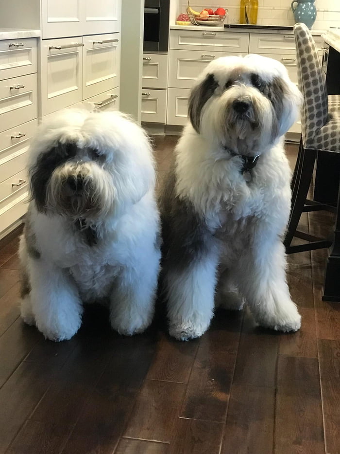 Fluffy puppers doing a wait - 9GAG