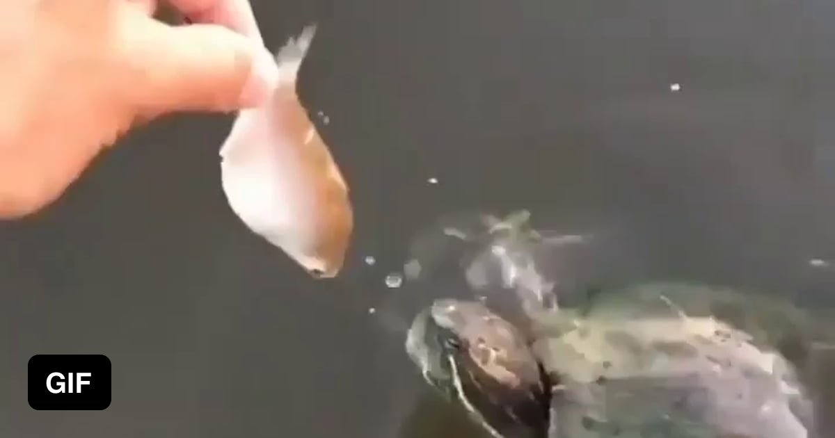 There's always a bigger fish. - 9GAG