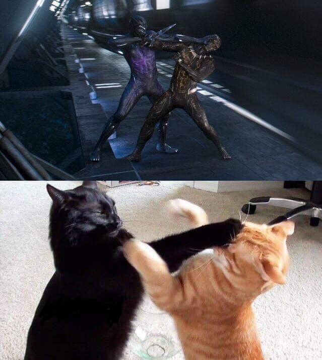 Epic Neko Fight - 9GAG