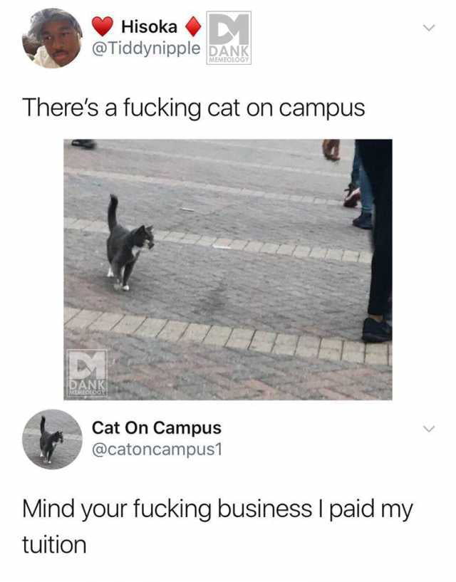 Campus on cat - 9GAG