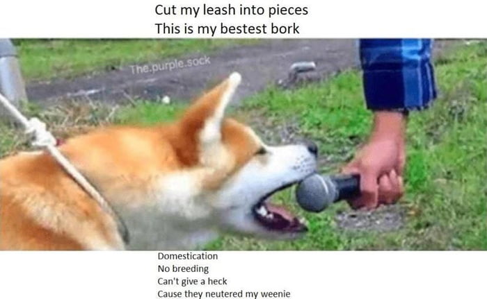 My bestest bork - 9GAG