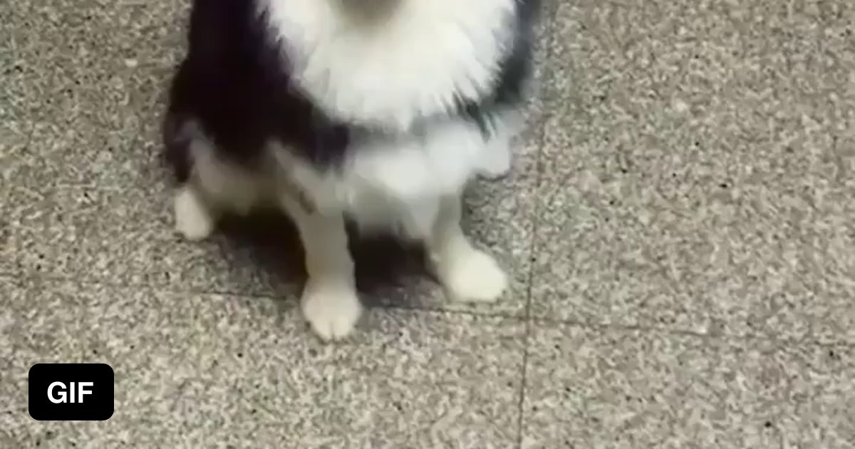 He's a little special but they still love him. Damnit Moon Moon. - 9GAG