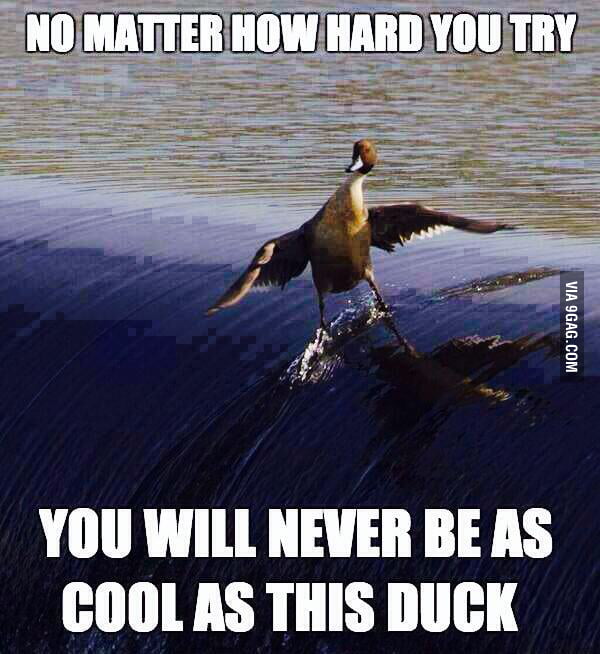 Yup epic duck! - 9GAG