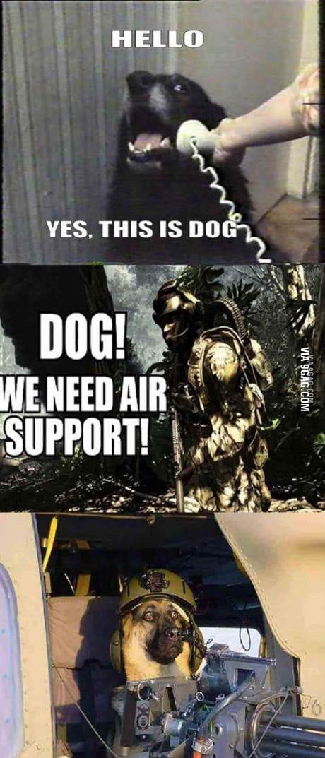 Dog we need air support - 9GAG