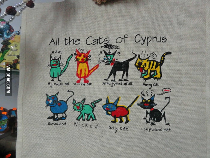 Apparently the cats at Cyprus are a bit crazy... - 9GAG