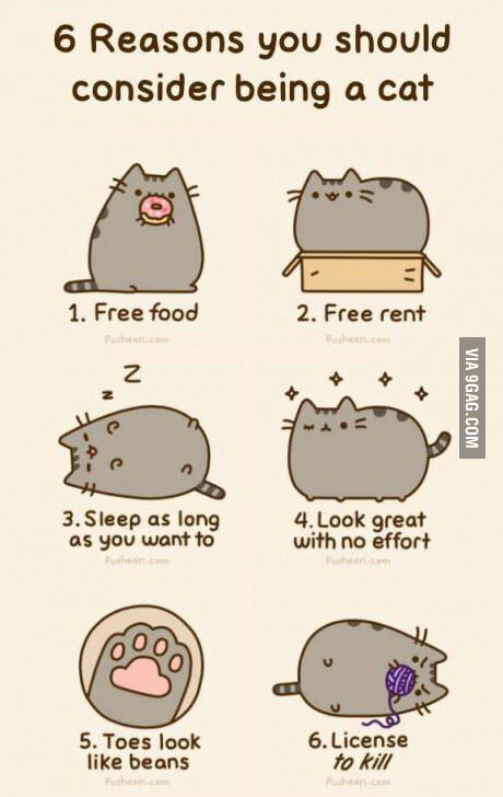I love pusheen - 9GAG