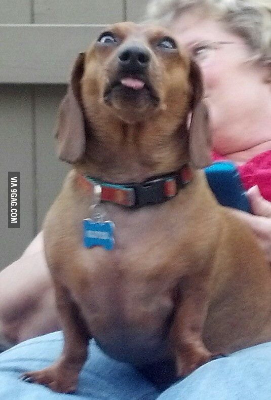 The derp is strong with my sister's dachshund, Oliver - 9GAG