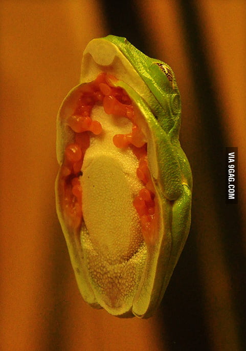How frogs look like from the bottom - 9GAG