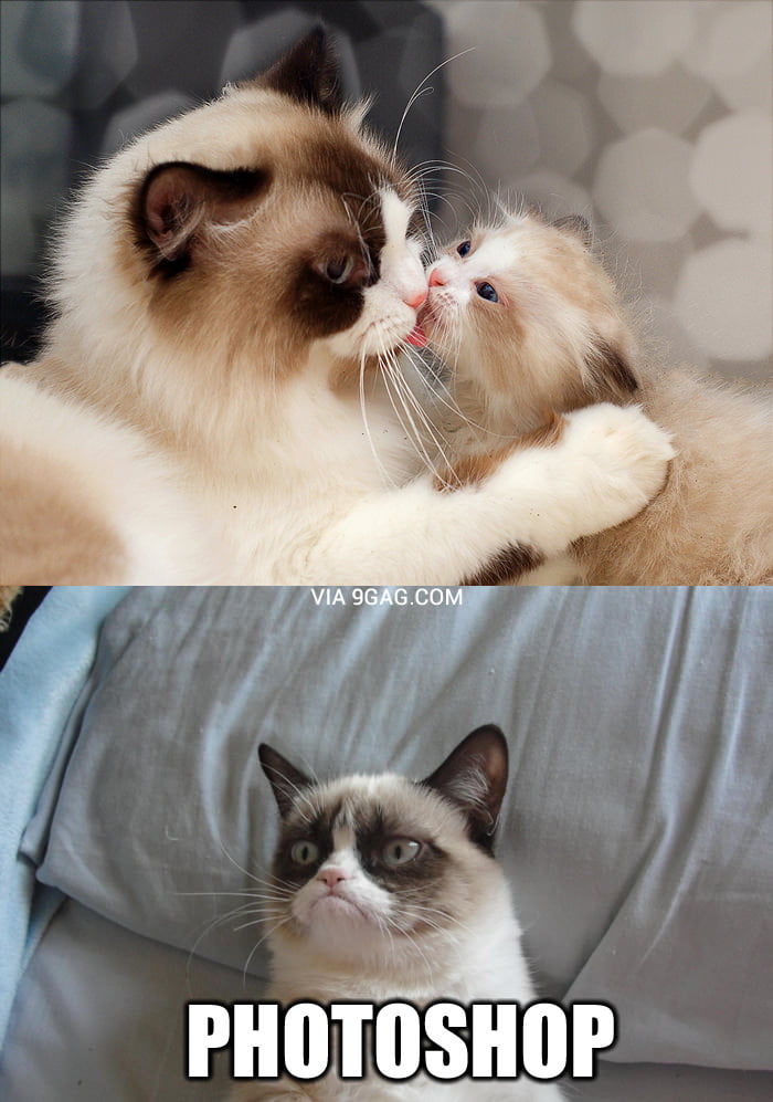 What Have You Done Grumpy Cat? - 9GAG