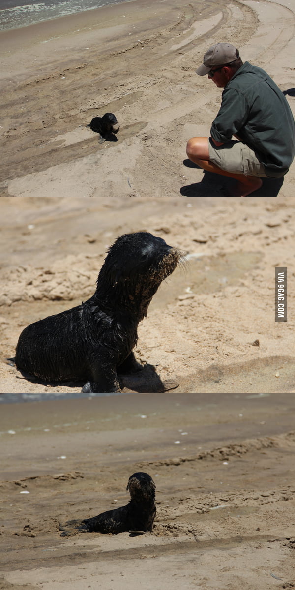 A seal pup came out of the water and right up to us at the beach. - 9GAG