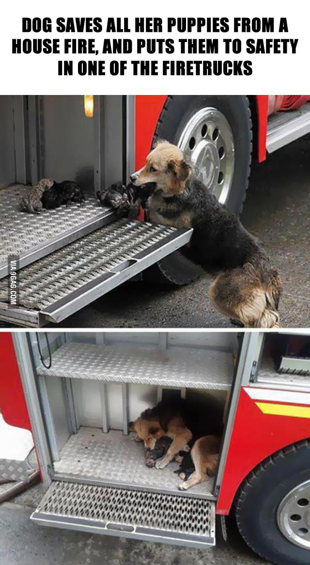 A very brave dog - 9GAG