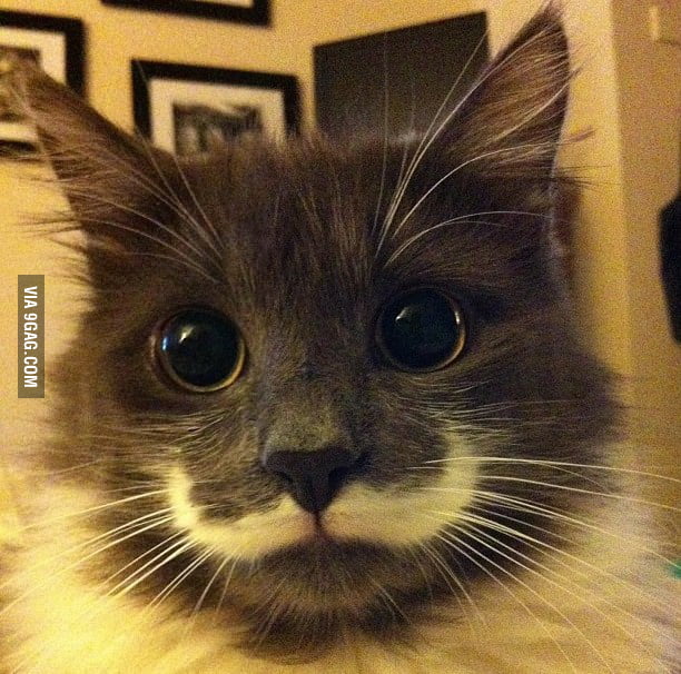 This is Hamilton, the hipster cat. - 9GAG
