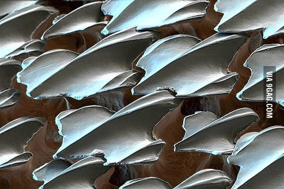 Shark skin under microscope - 9GAG