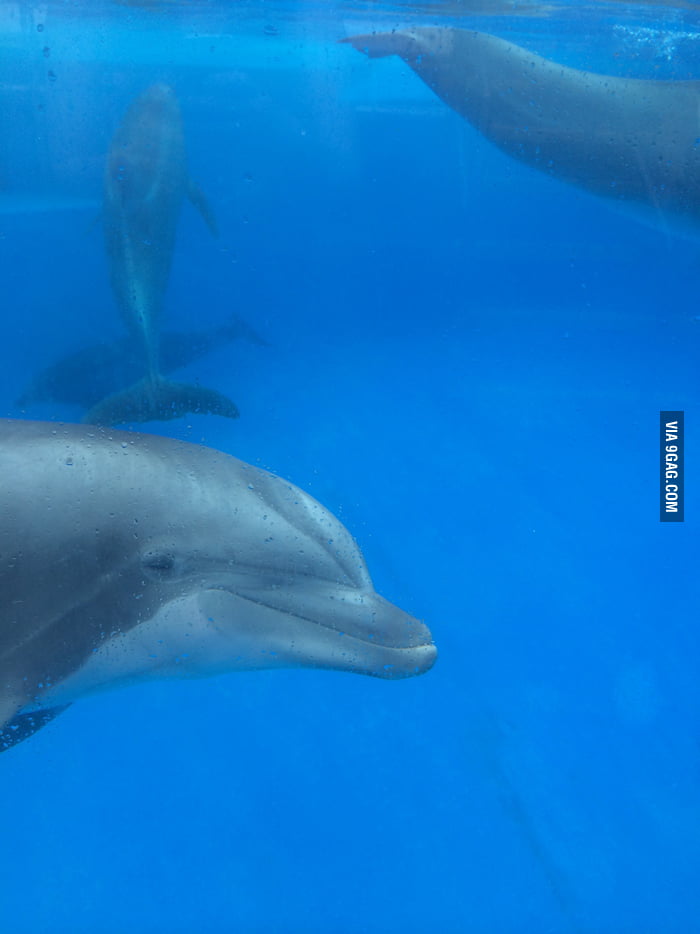This dolphin splashed me then swam past looking all smug. - 9GAG
