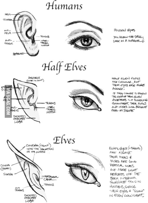 Human. Half Elves, Elves Eyes and Ears Art / Drawing Tutorial - 9GAG