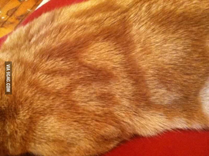 It Says Cat On The Side Of My Cat 9GAG It Says Cat On The Side Of My Cat 9GAG