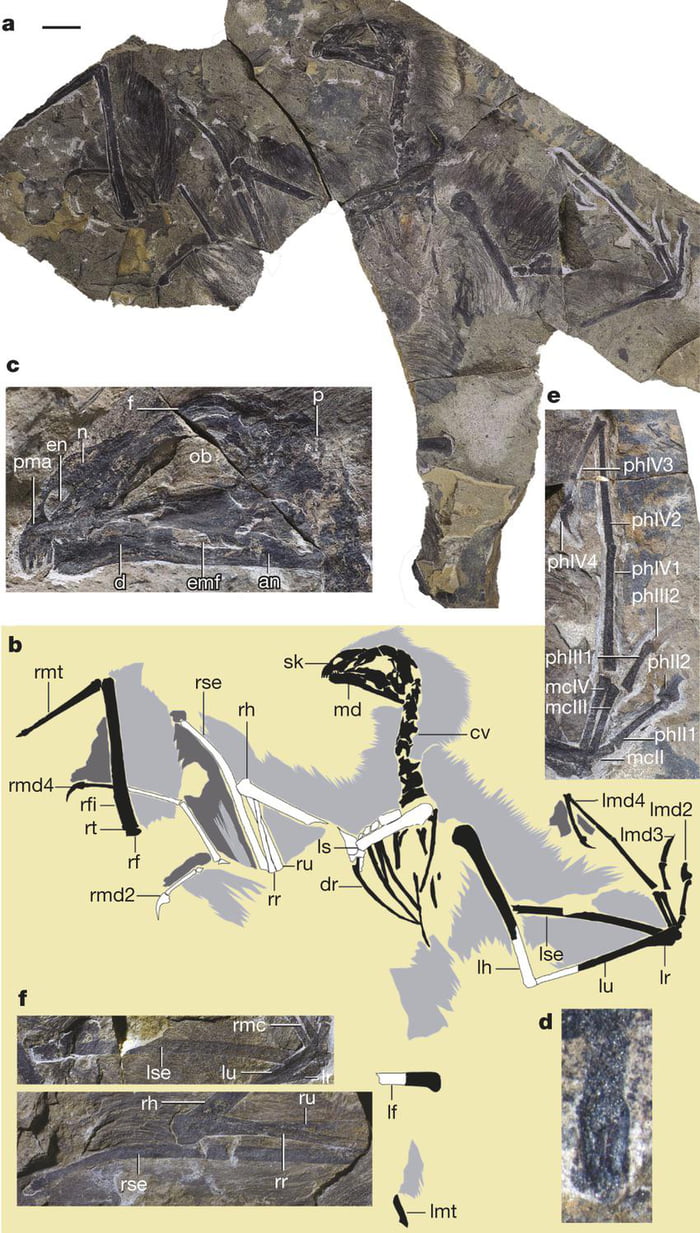 Fossil of Yi qi, a “bat-winged” scansoriopterygid dinosaur with ...