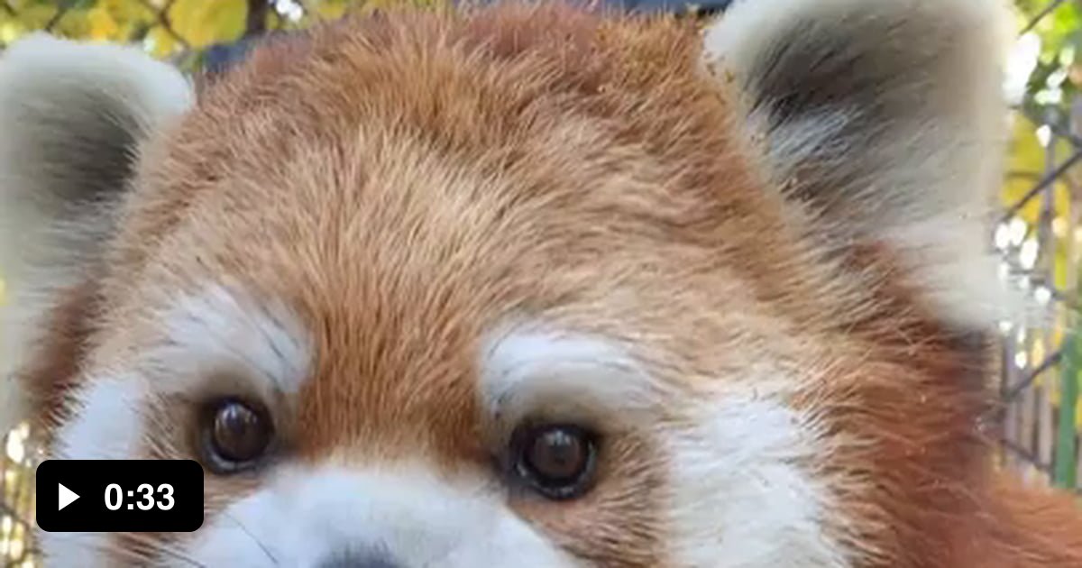 Red panda eating an apple. - 9GAG