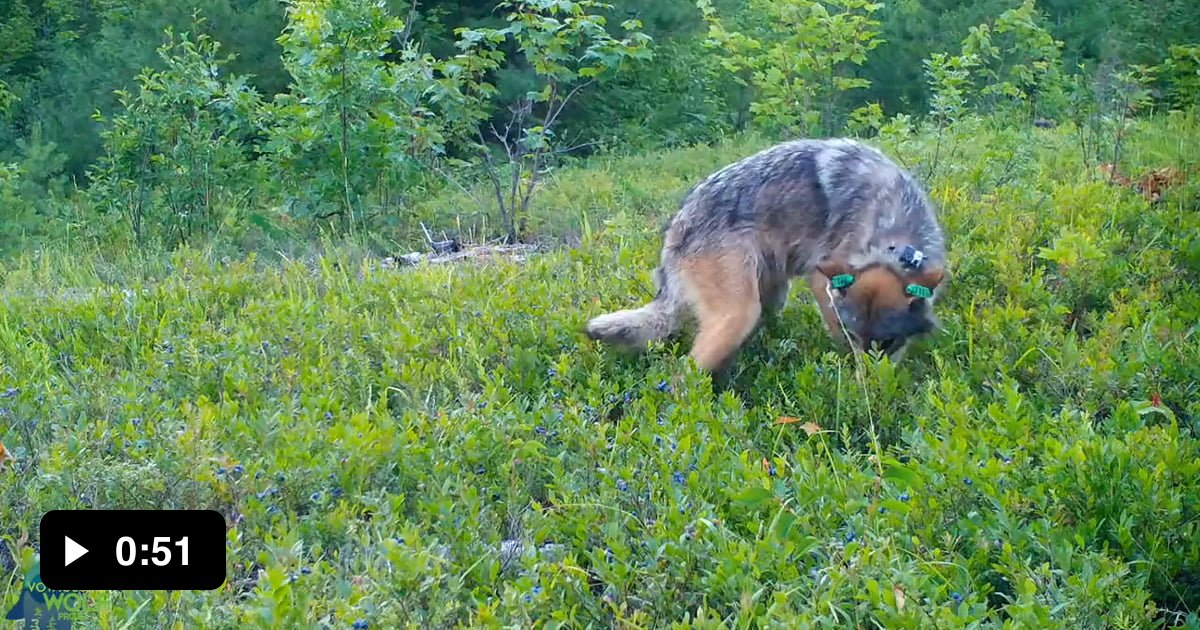 Gray Wolves eating Blueberries; Wolves actually covet berries and other ...