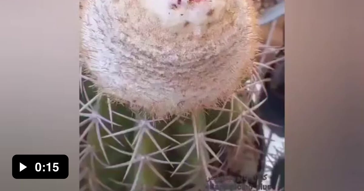 Cactus fruit - 9GAG