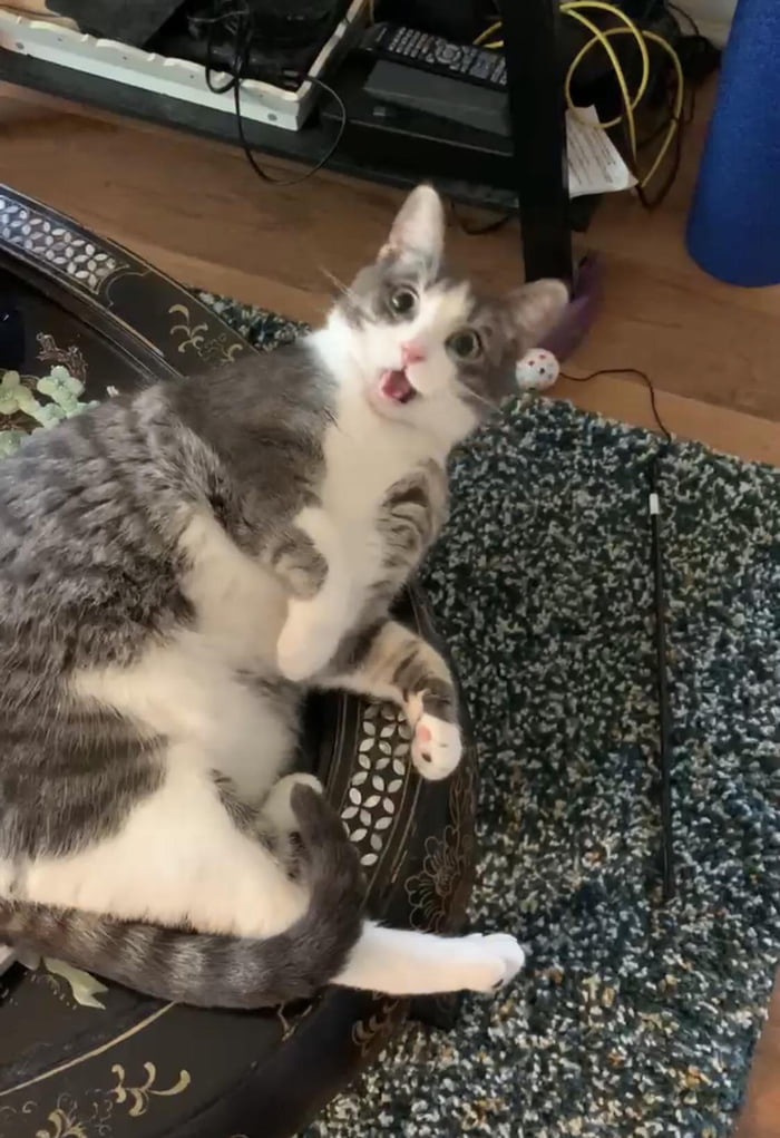 Perpetually shocked. - 9GAG