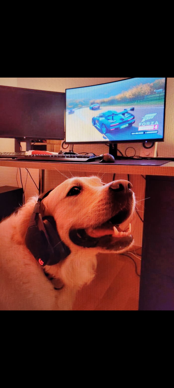 My gamer Dog / Best Dog ever - 9GAG