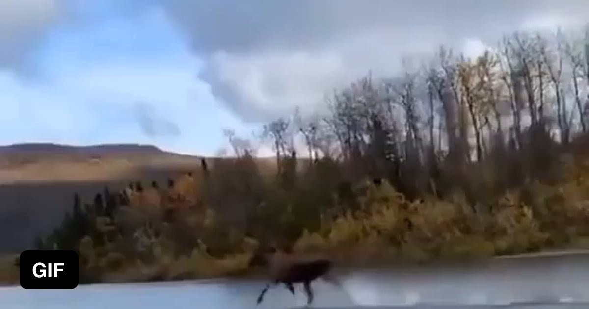 The moosiah savior of the moose - 9GAG