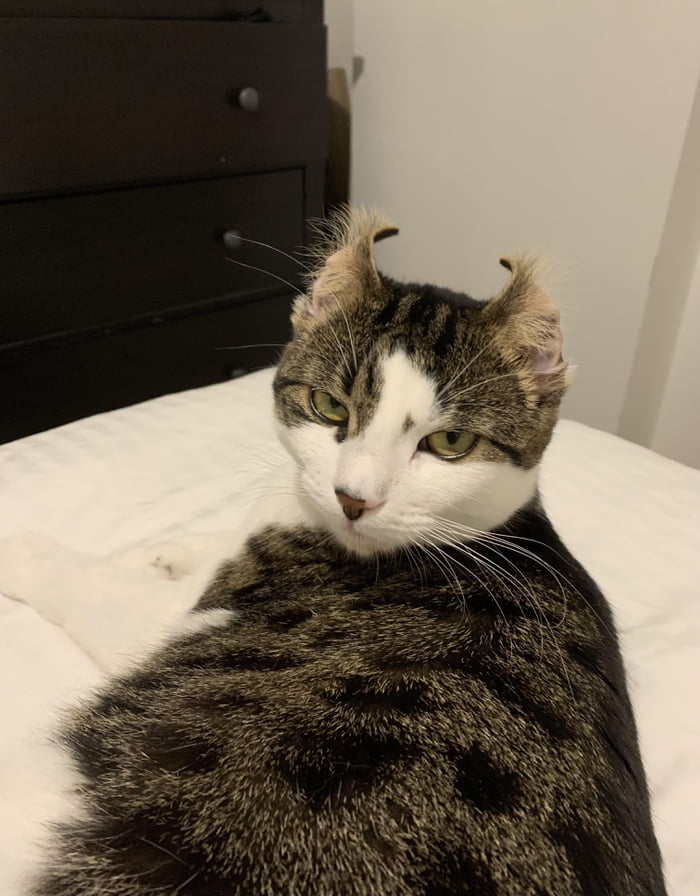 Cat ears flipped inside out after cleaning herself - 9GAG