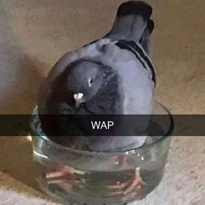 Wet ass pigeon - 9GAG