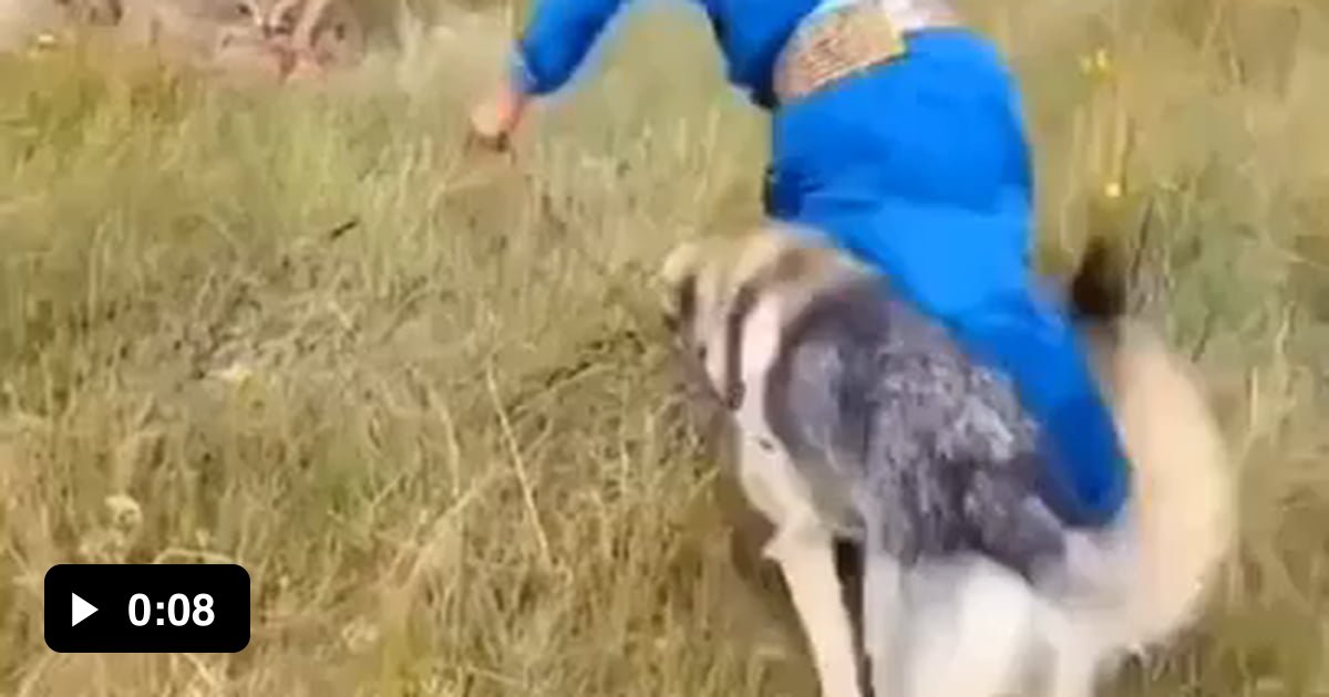 A herdsman and his dog chase off a pack of wolves attacking his stock ...