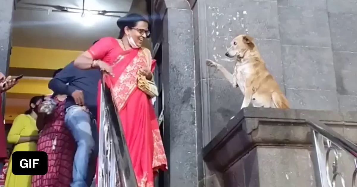 Dog giving his blessing outside of temple - 9GAG