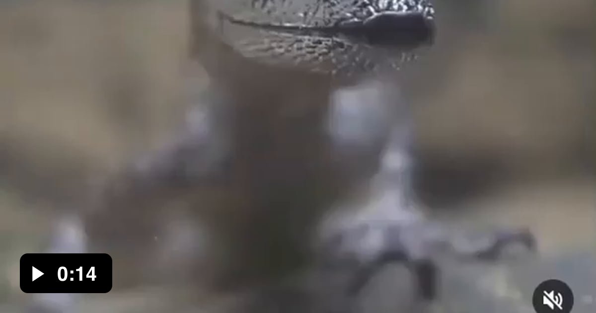 Anolis aquaticus lizards can submerge into water for up to 15 minutes ...