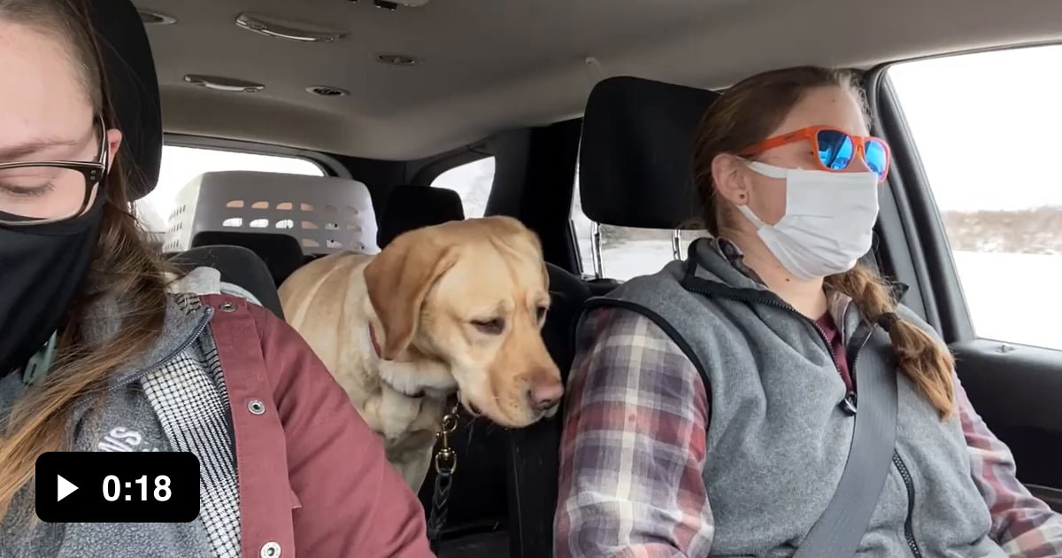 Siren practice for service dog. A hearing dog nudges its handler ...