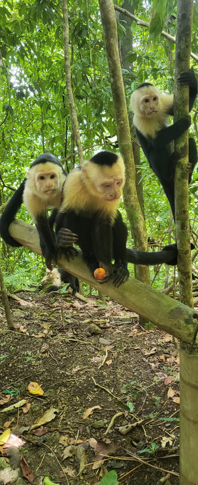 Just a break from the politics.... monkeys - 9GAG