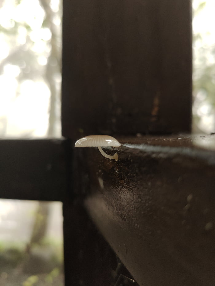 Monsoon Bloom - 9GAG