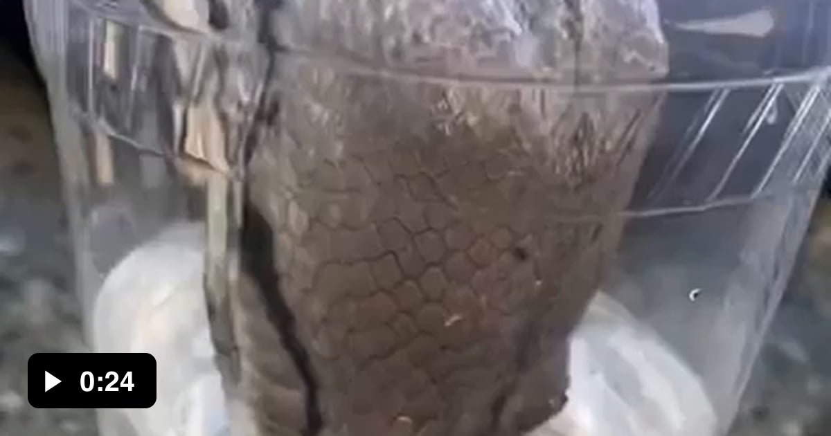 Snake drinking water - 9GAG