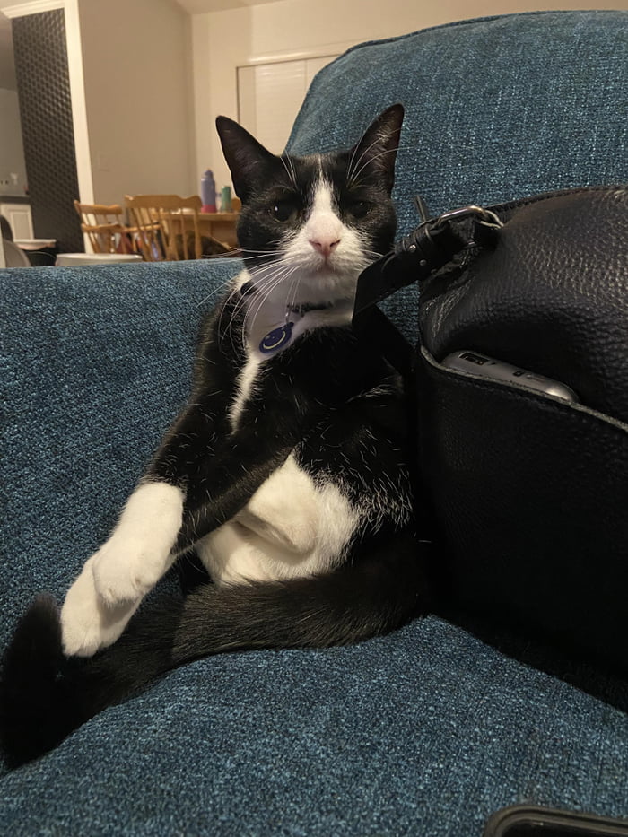 Politely sitting on the couch - 9GAG