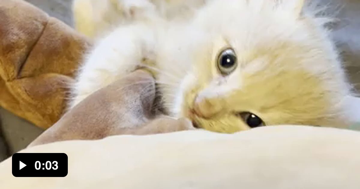 Aggressive Attack Caught on Camera - 9GAG