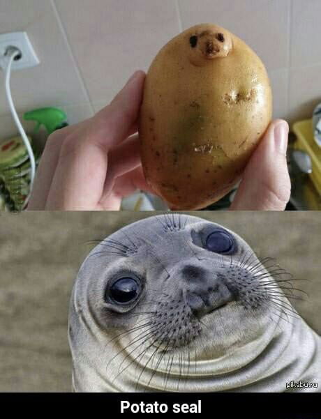 Here your Potato 🥔 🤤 - 9GAG