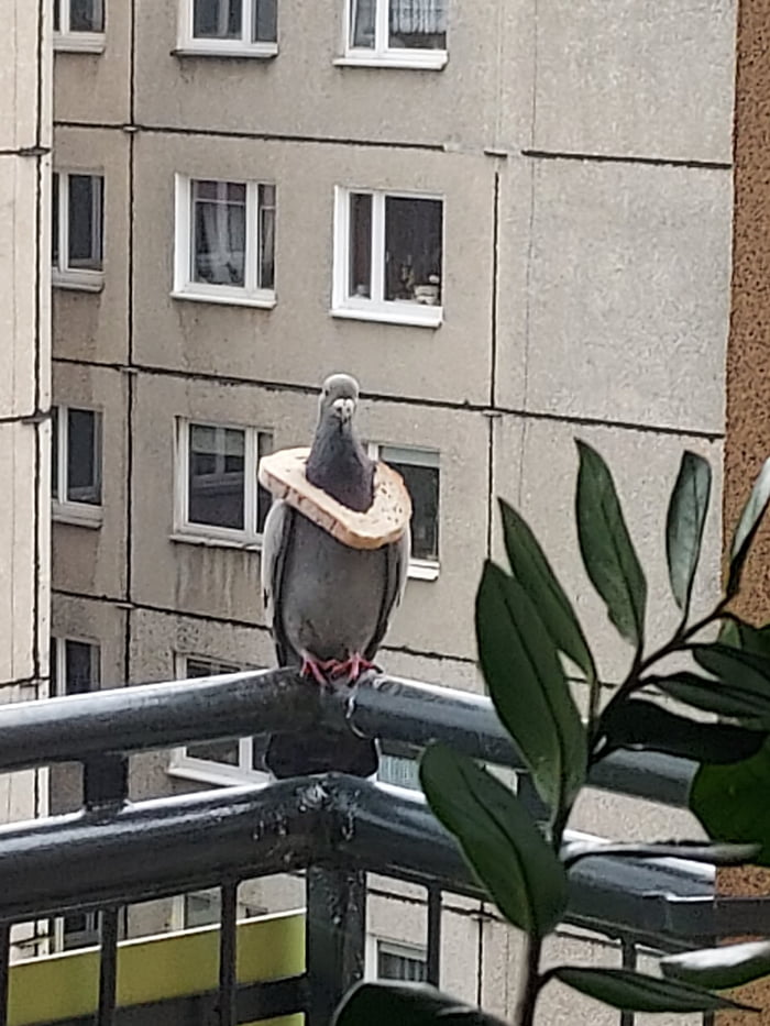 This Pigeon - 9GAG