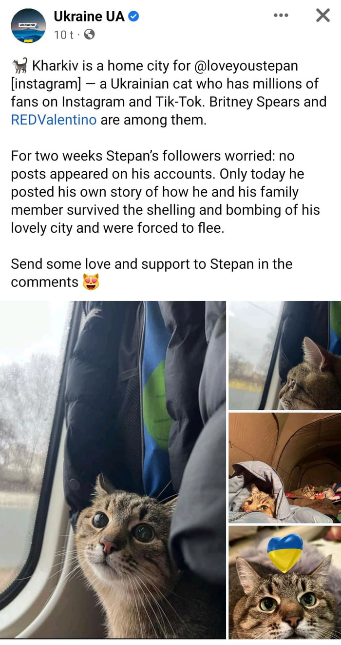 News about Stepan the cat - 9GAG