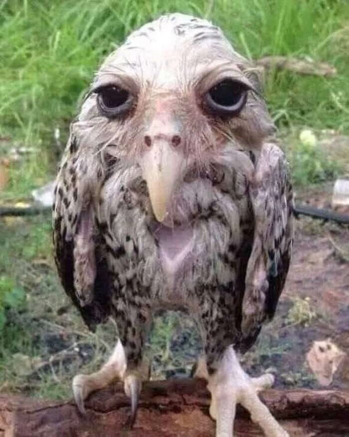 Owl Take Bad Feather Day For Five Hundred. - 9GAG