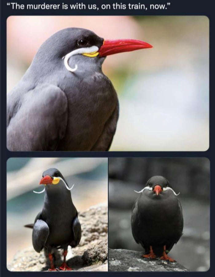 Poirot Bird 🕵🏻♂️ - 9GAG
