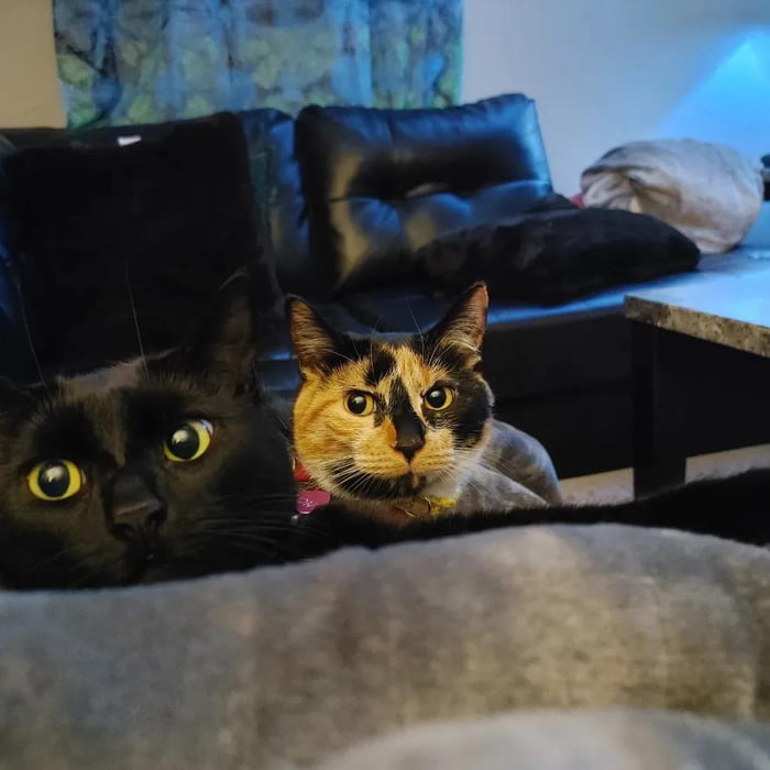 🎥Movie night with the kitties! - 9GAG